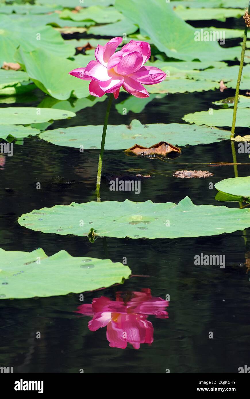 Indian lotus, sacred lotus, bean of India, Egyptian bean, indiai lótusz ...