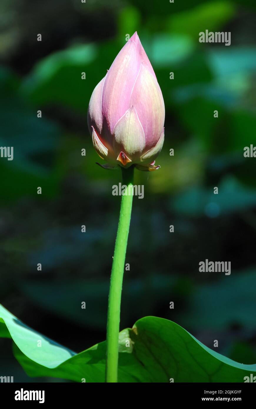 Sacred bean of india hi-res stock photography and images - Alamy