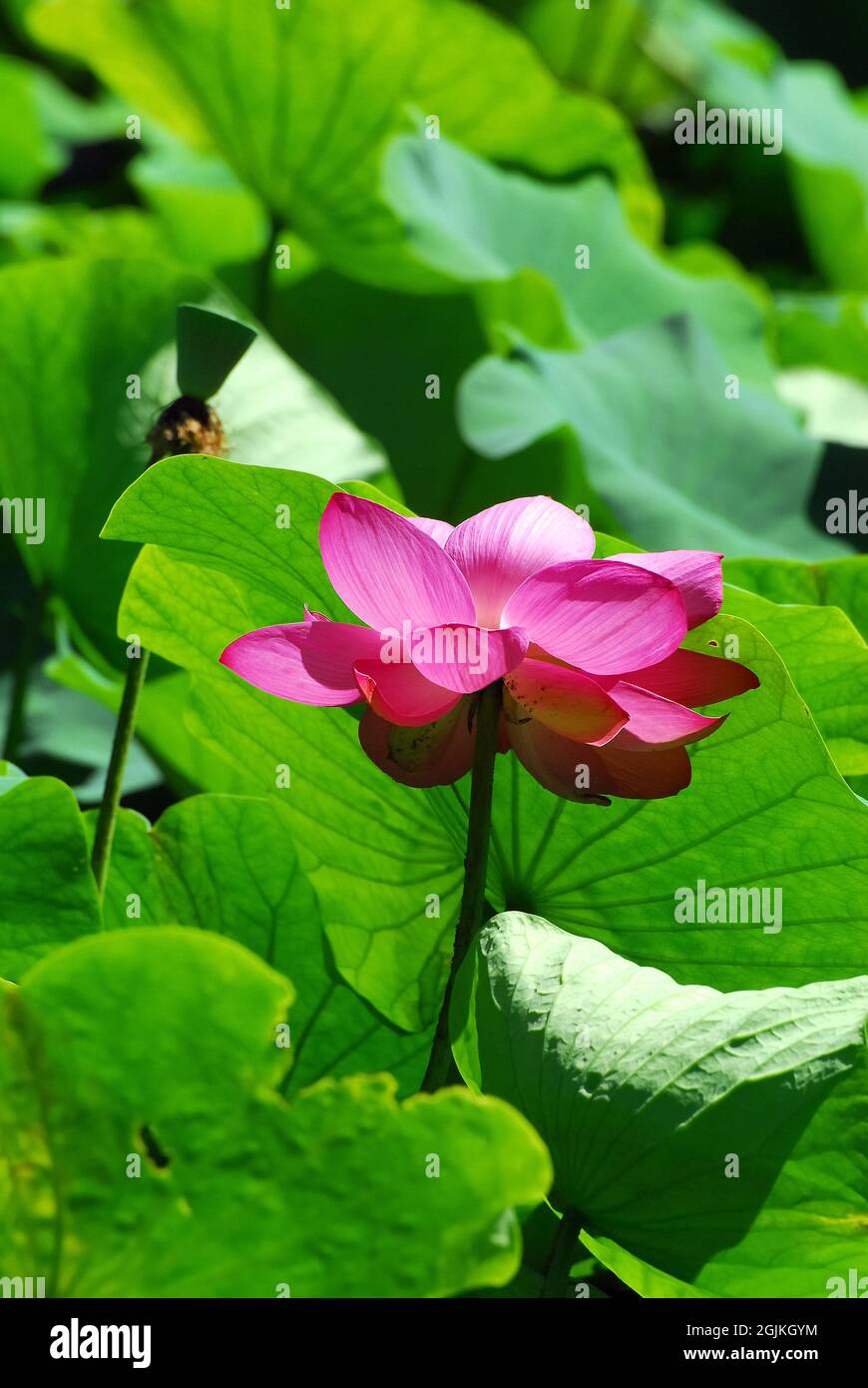 Indian lotus, sacred lotus, bean of India, Egyptian bean, indiai lótusz ...