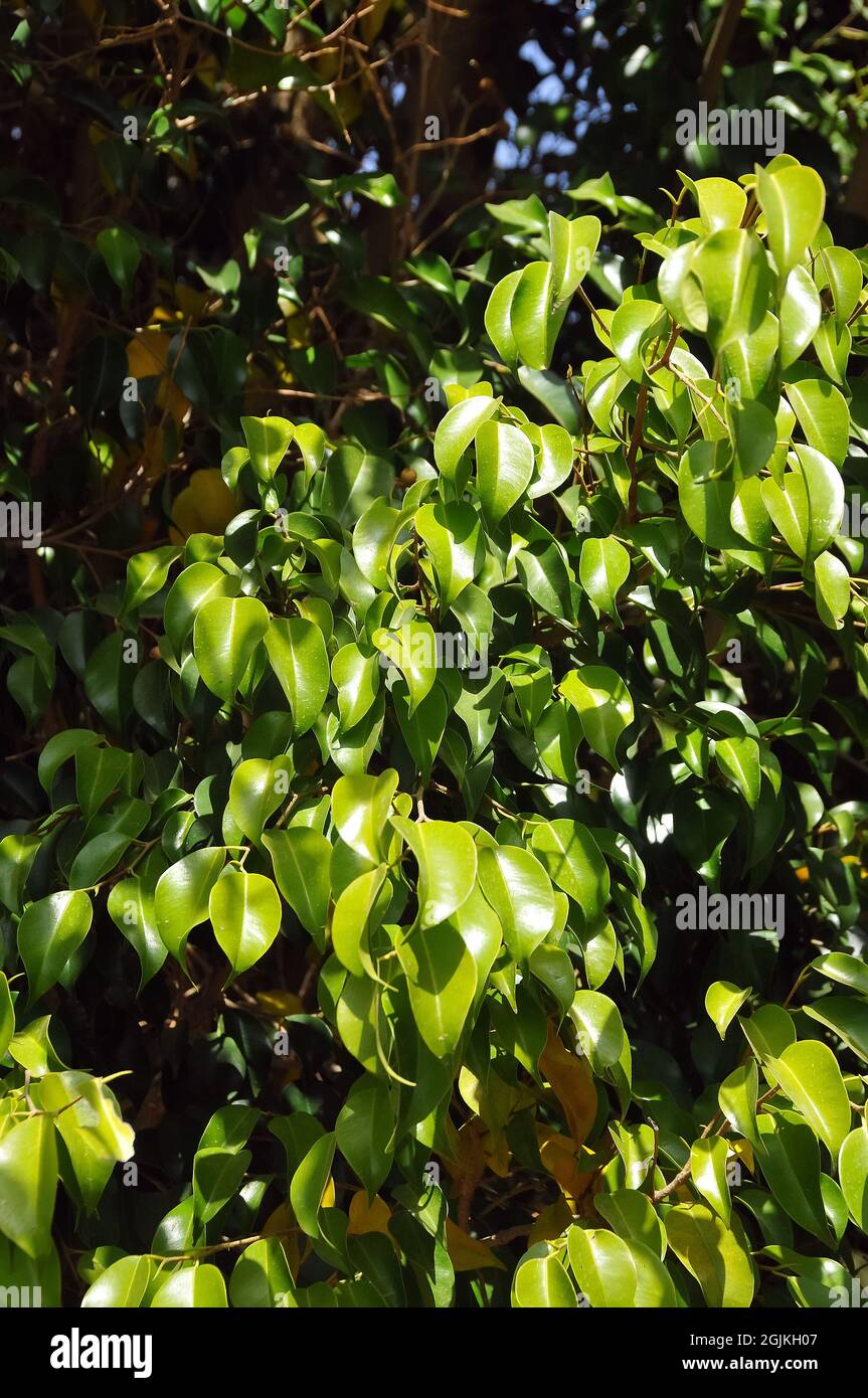 weeping fig, benjamin fig, ficus tree, Birkenfeige, Ficus benjamina ...