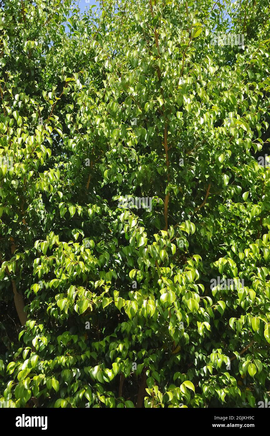 weeping fig, benjamin fig, ficus tree, Birkenfeige, Ficus benjamina ...