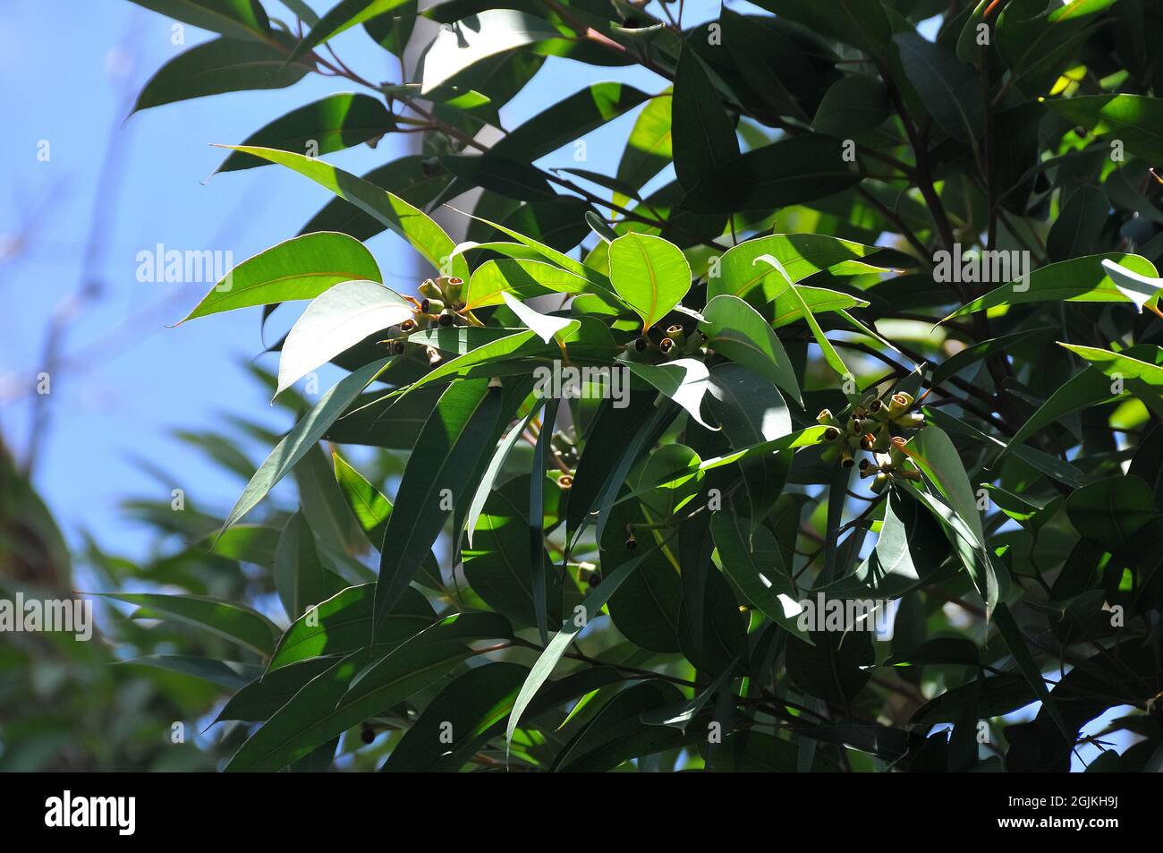 swamp mahogany or swamp messmate, Eukalypte, Eucalyptus robusta ...