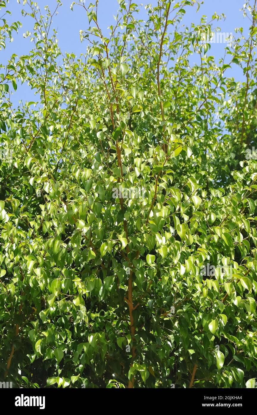 weeping fig, benjamin fig, ficus tree, Birkenfeige, Ficus benjamina ...