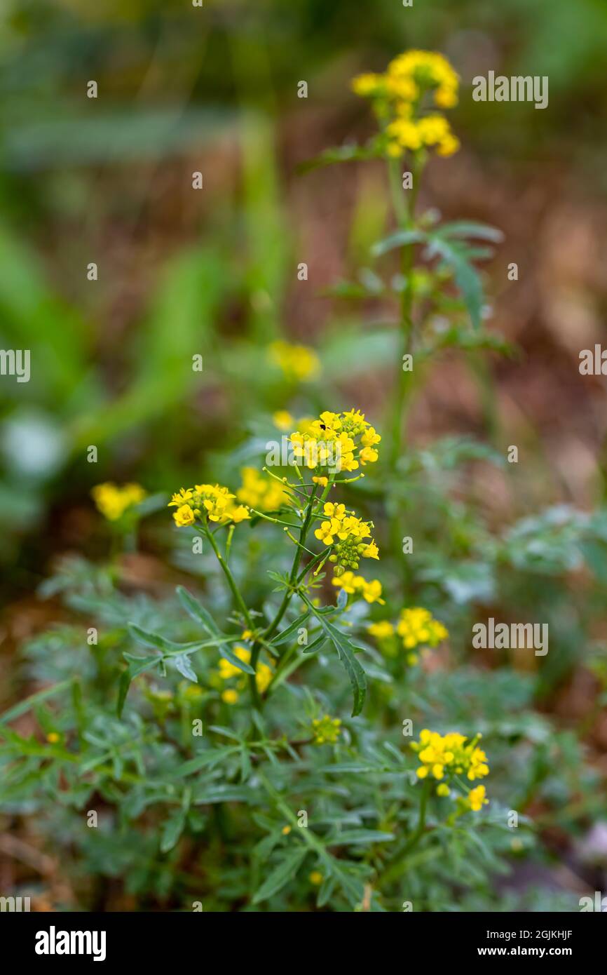 Rorippa amphibia flower growing in field Stock Photo - Alamy