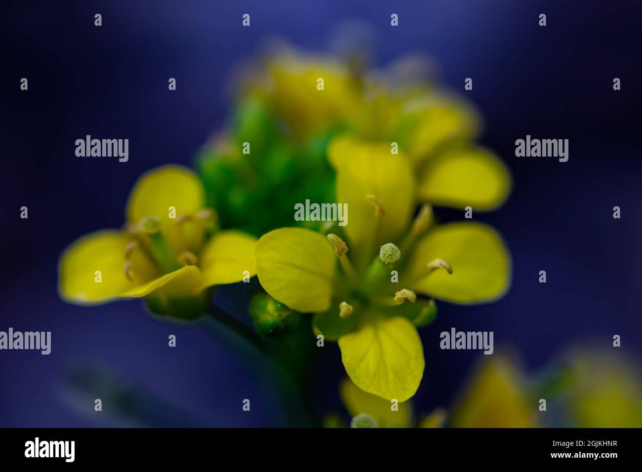 Rorippa amphibia flower growing in field, macro Stock Photo - Alamy