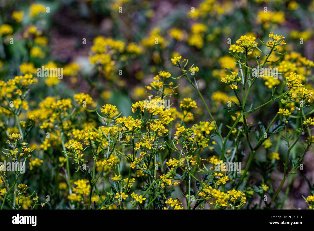 Rorippa amphibia flower growing in field, close up shoot Stock Photo ...