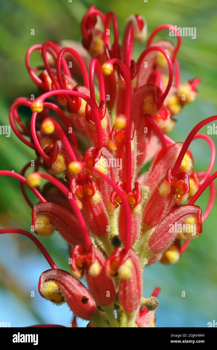 silky oak, toothbrush plant, Silbereiche, Grevillea, selyemtölgy ...