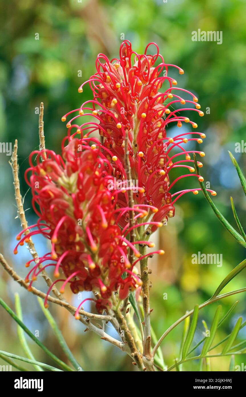 Toothbrush tree hi-res stock photography and images - Alamy