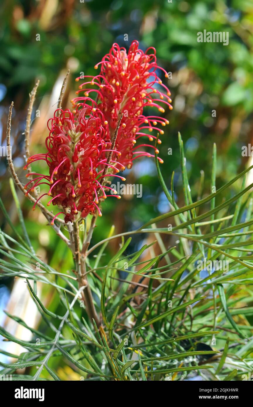Toothbrush tree hi-res stock photography and images - Alamy