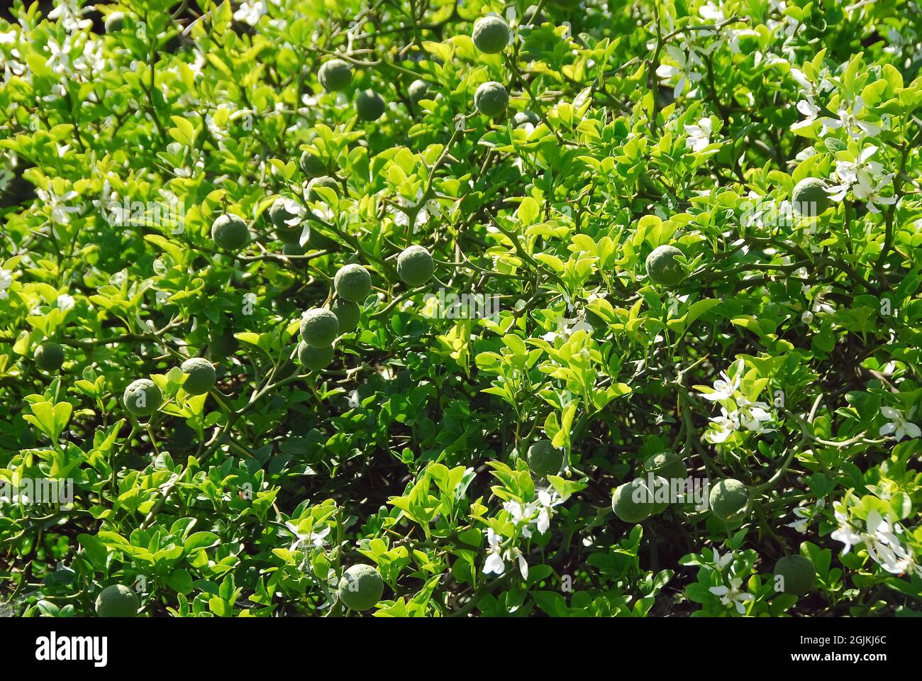 Chinese bitter orange hi-res stock photography and images - Alamy
