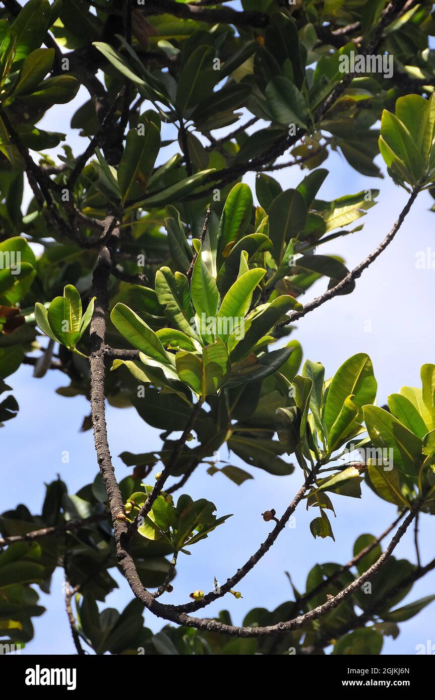 mammee, mammee apple, mamey, mamey apple, Santo Domingo apricot ...