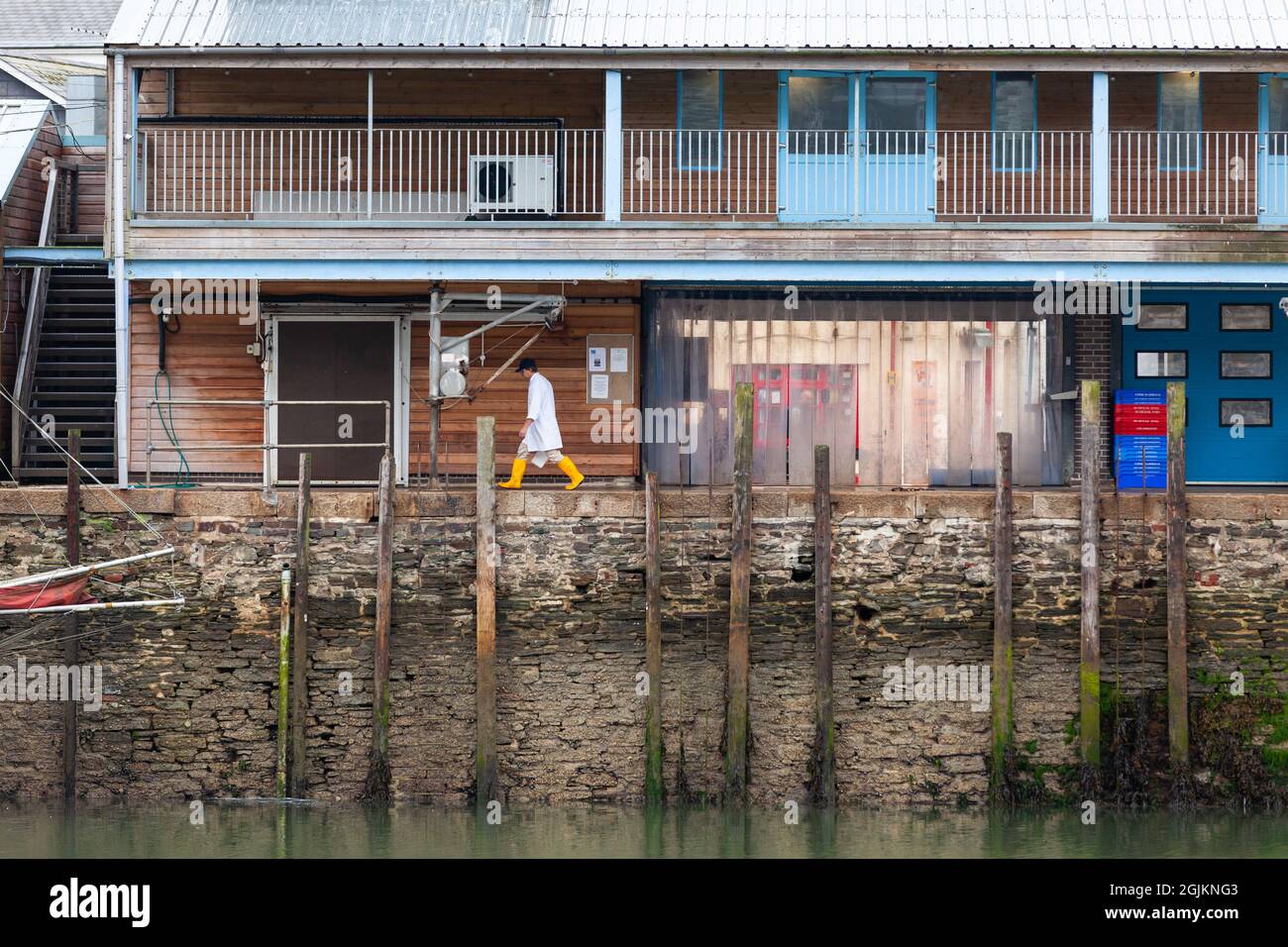 The fish market at Looe Harbour, East Looe, Cornwall UK Stock Photo - Alamy