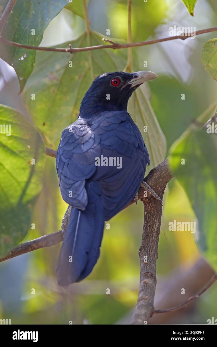 Eudynamys hi-res stock photography and images - Alamy