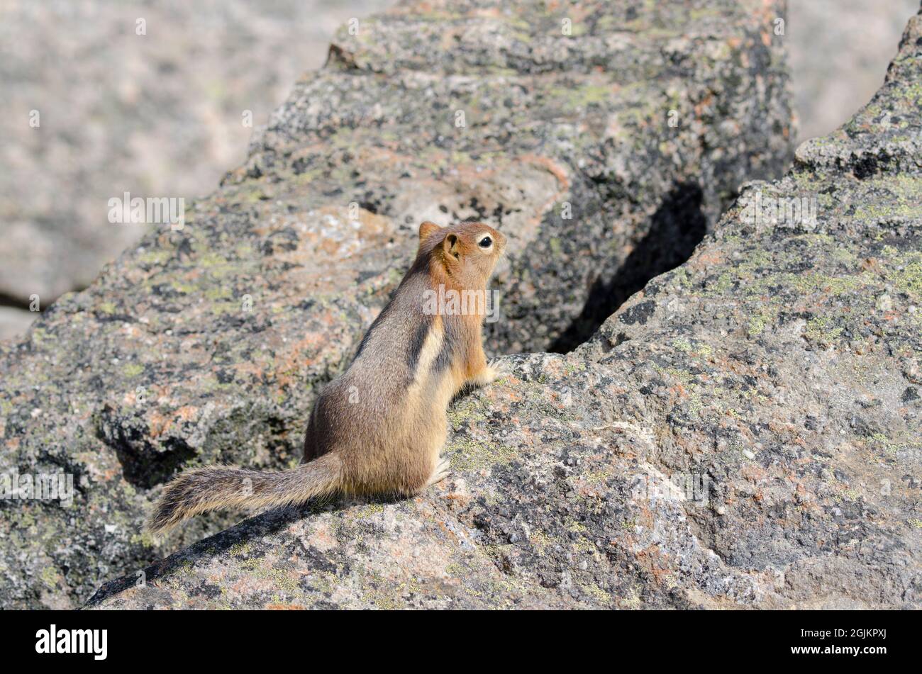 squirrel on Whistlers Mount on summer in Jasper National Park, Alberta ...