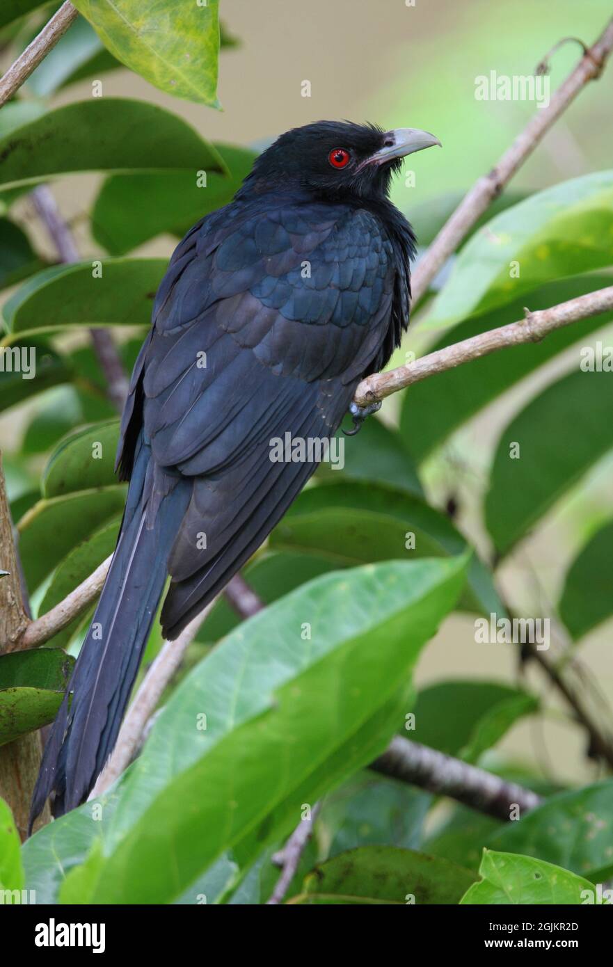 Asian Koel (Eudynamys scolopaceus scolopacus) adult male perched in ...