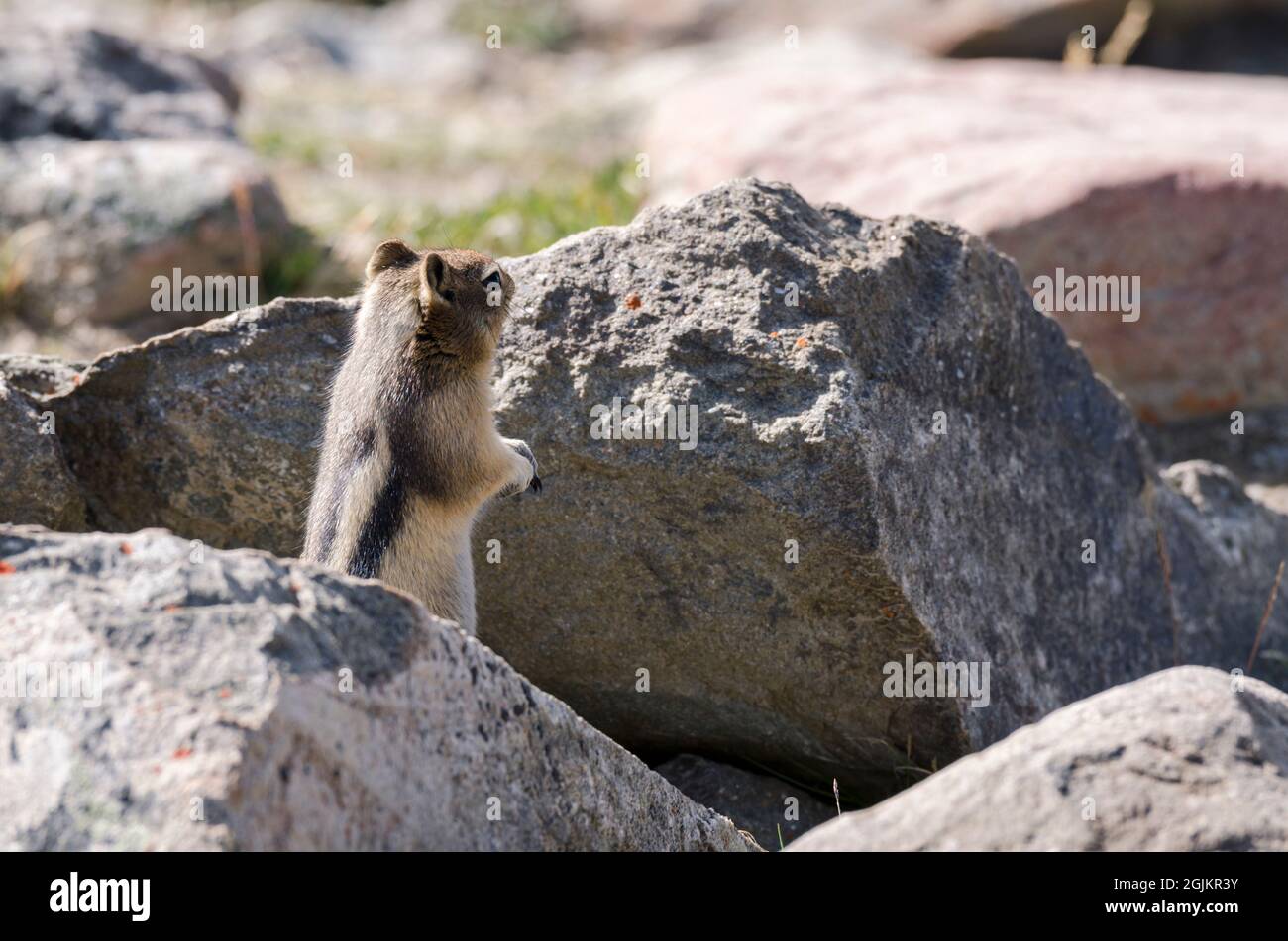 squirrel on Whistlers Mount on summer in Jasper National Park, Alberta ...
