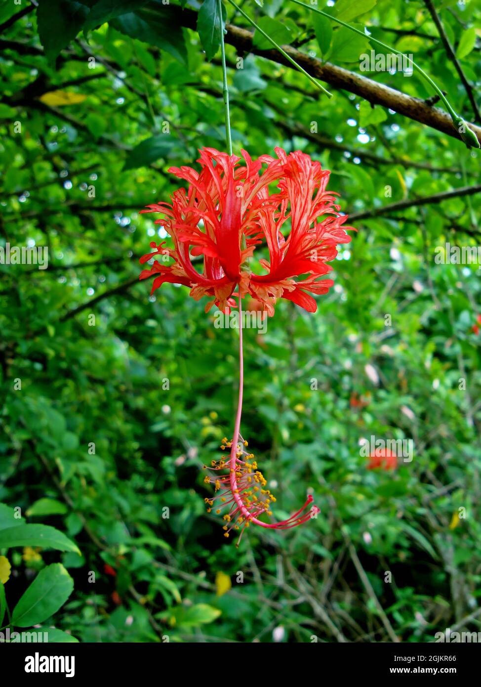 Fringed rosemallow flower (Hibiscus schizopetalus Stock Photo - Alamy