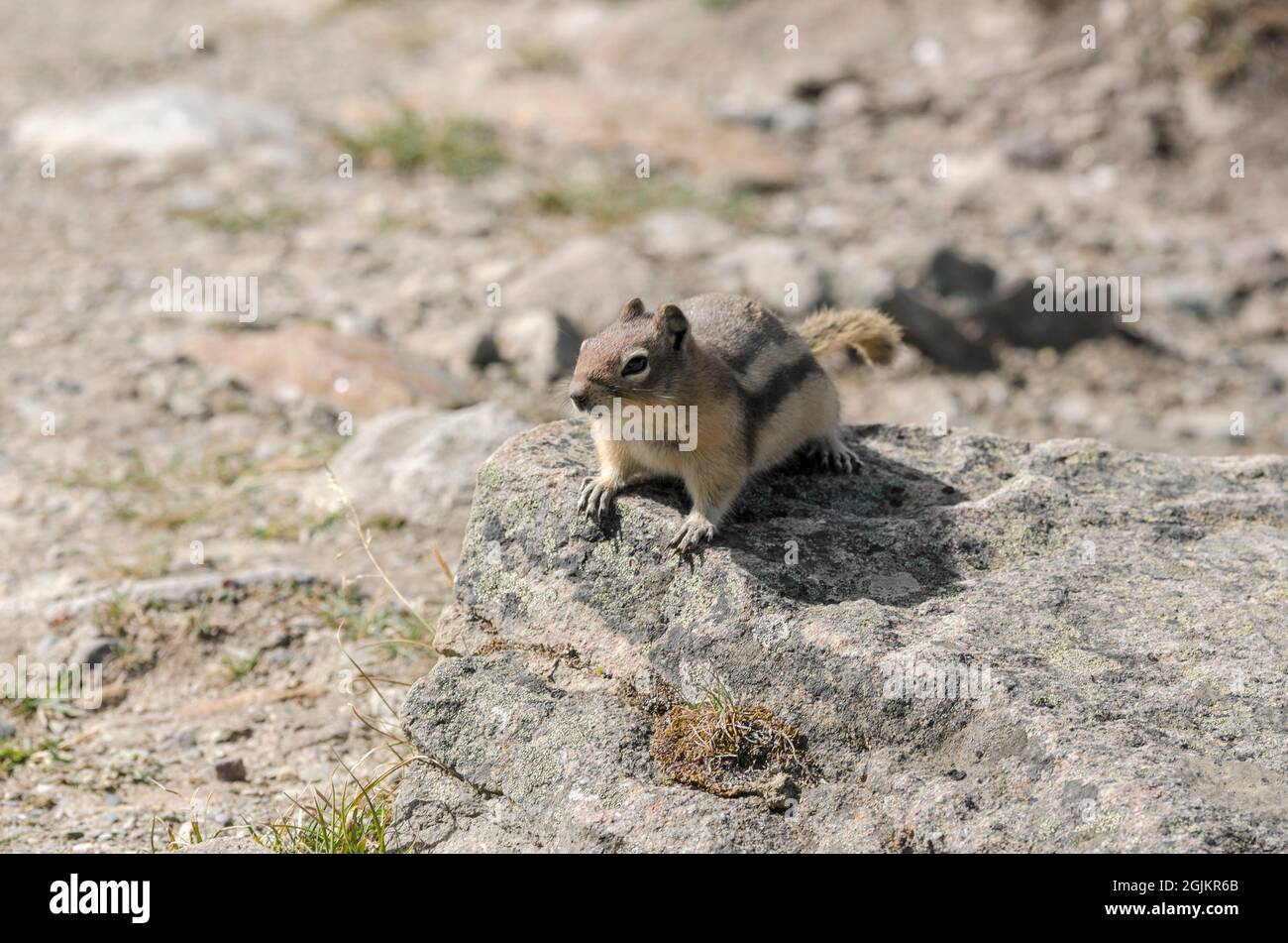 squirrel on Whistlers Mount on summer in Jasper National Park, Alberta ...