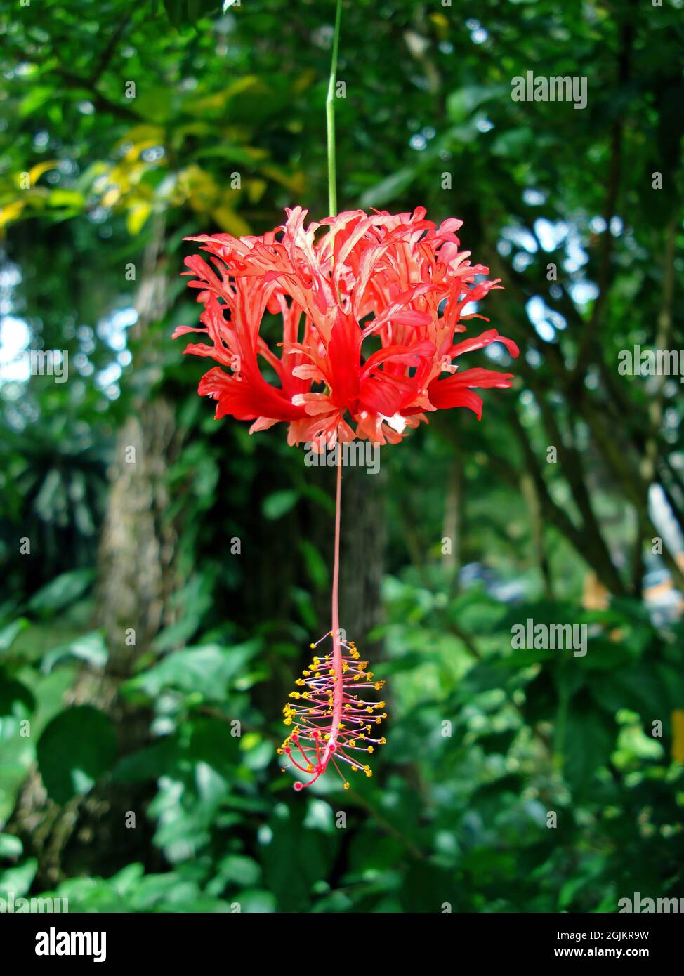 Fringed rosemallow flower (Hibiscus schizopetalus Stock Photo - Alamy