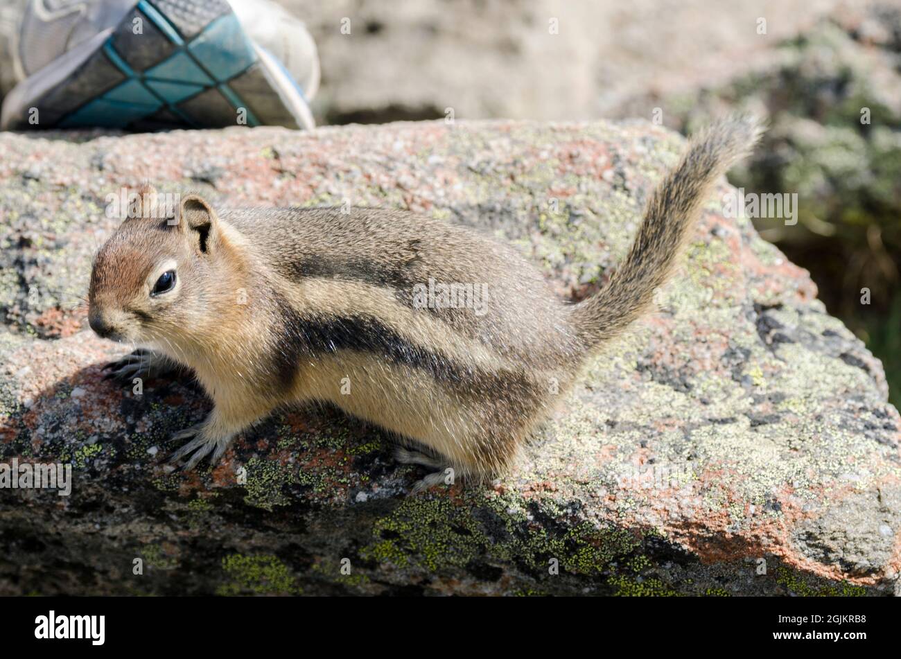 squirrel on Whistlers Mount on summer in Jasper National Park, Alberta ...