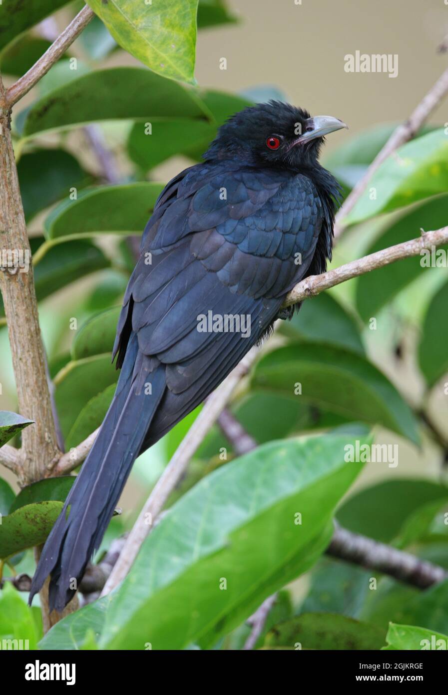 Asian Koel (Eudynamys scolopaceus scolopacus) adult male perched in ...
