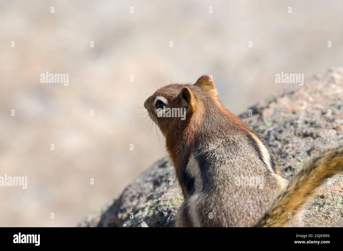 squirrel on Whistlers Mount on summer in Jasper National Park, Alberta ...