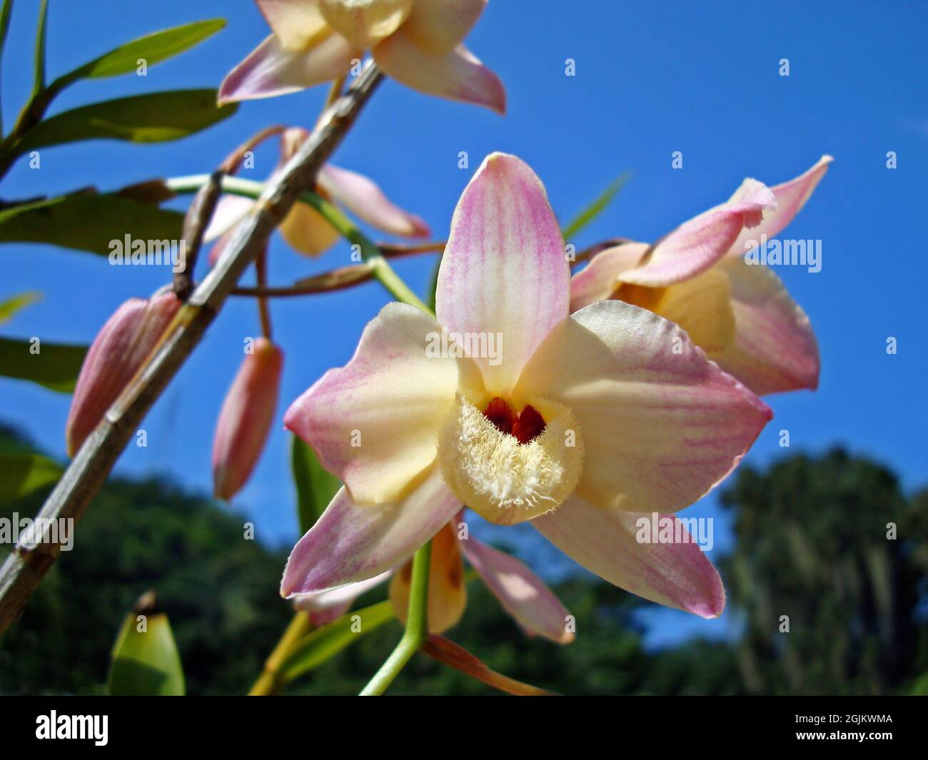 Dendrobium orchid garden hi-res stock photography and images - Alamy