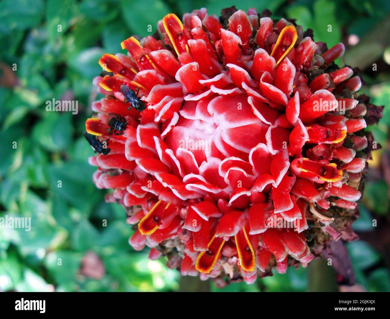 Red flower etlingera elatior hi-res stock photography and images - Alamy