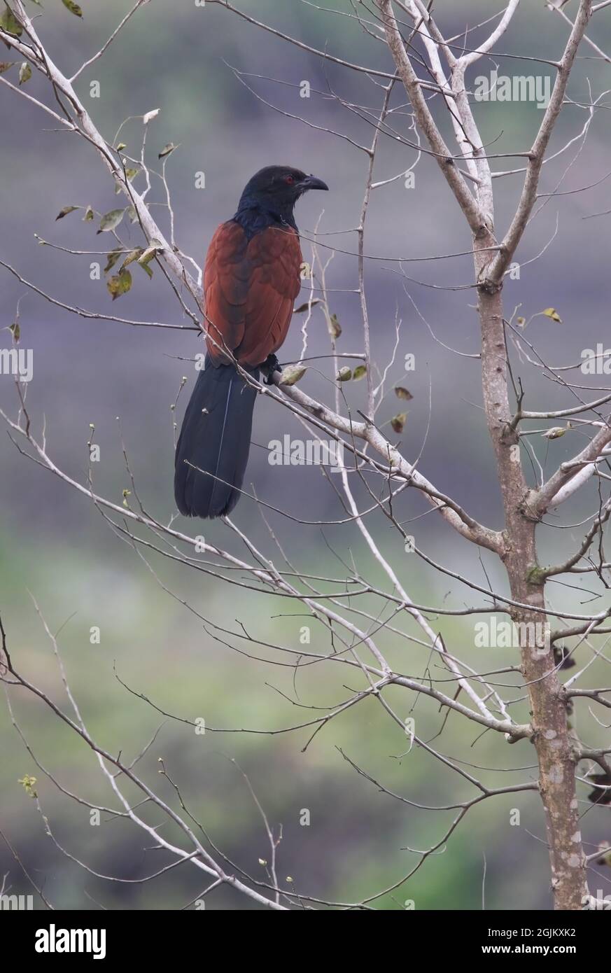 Indian Greater Coucal High Resolution Stock Photography and Images - Alamy