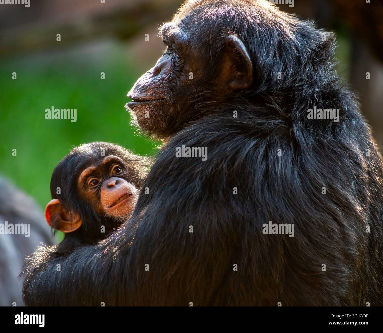 Portrait of a cute baby chimpanzee and her mother showing affection for ...