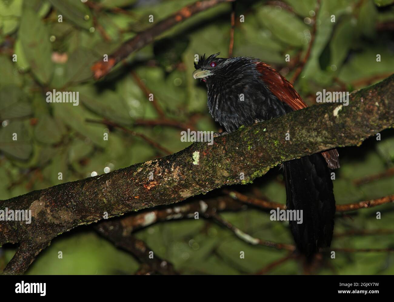 Green-billed Coucal (Centropus chlororhynchos) adult perched in tree ...
