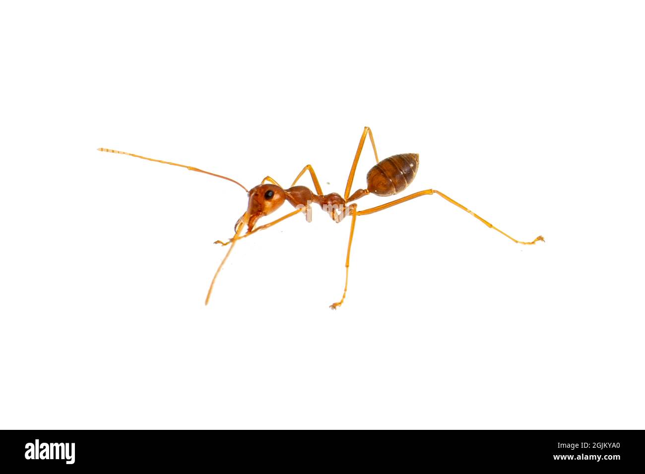 Ant isolated on white.Formica rufa Stock Photo - Alamy