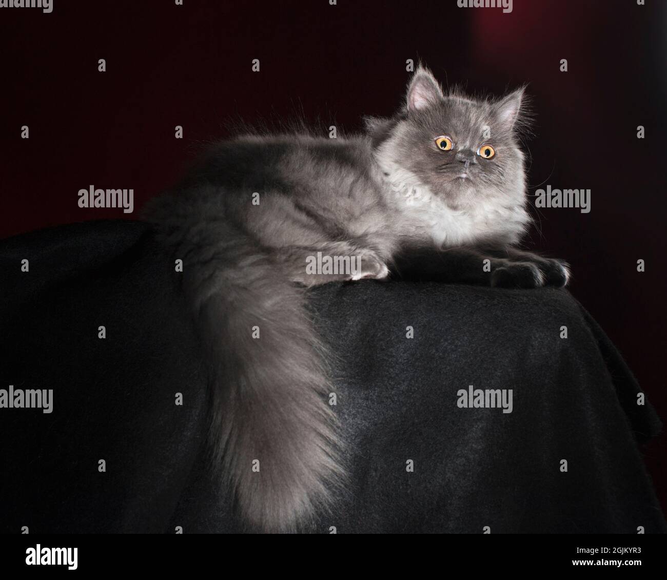 Pretty fluffy grey long haired cat sitting with a looming shadow behind ...