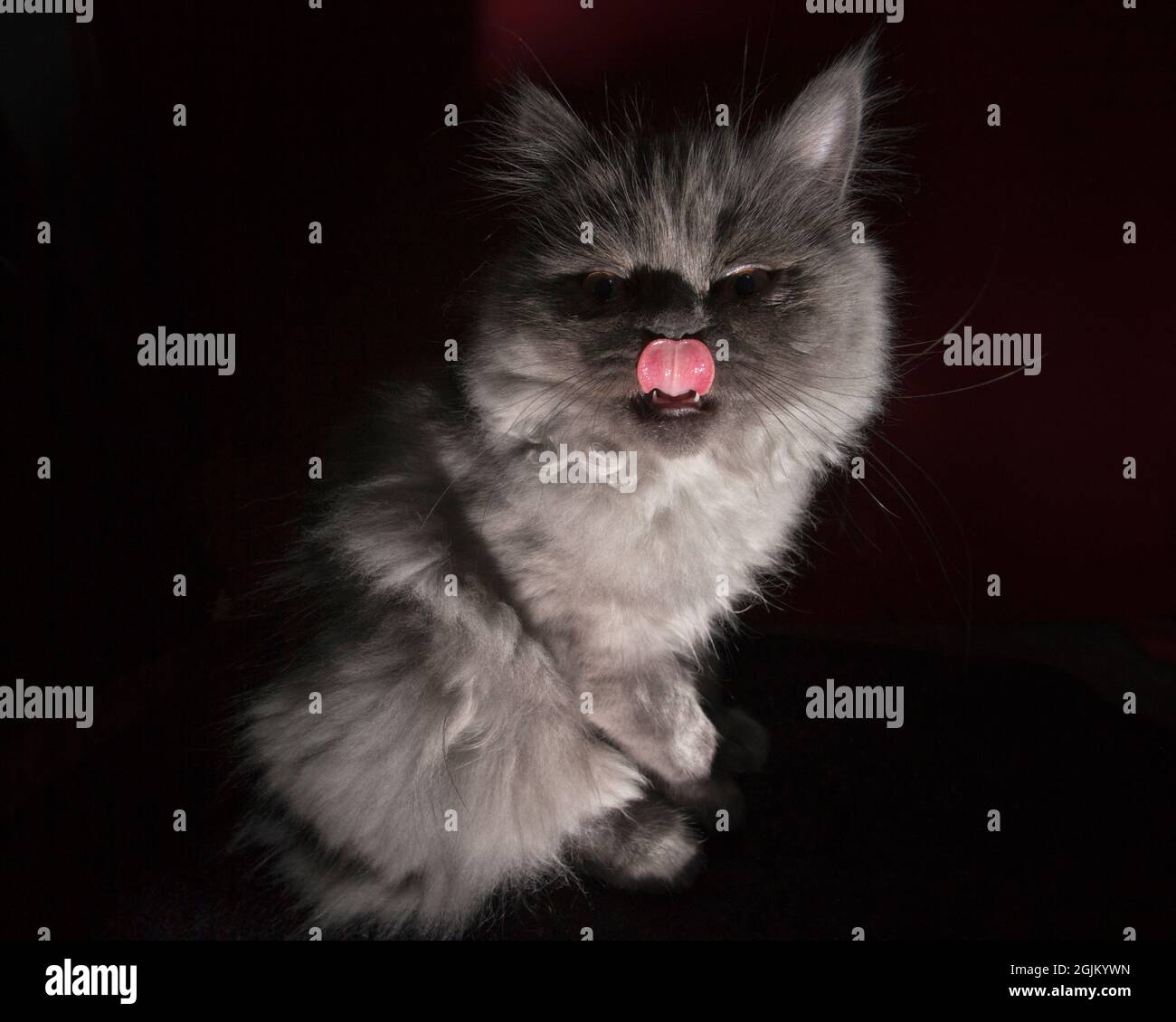 Fluffy grey long haired cat licking its nose Stock Photo - Alamy