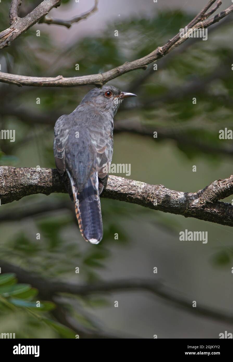 Grey-bellied Cuckoo (Cacomantis passerinus) adult perched on branch Sri ...