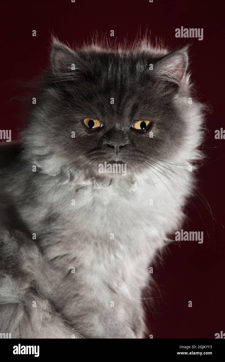 Portrait of angry looking fluffy grey long haired cat with a red ...