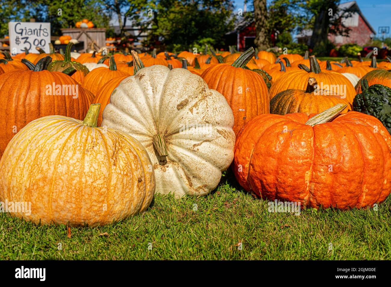 A display of farm fresh pumpkins Stock Photo - Alamy