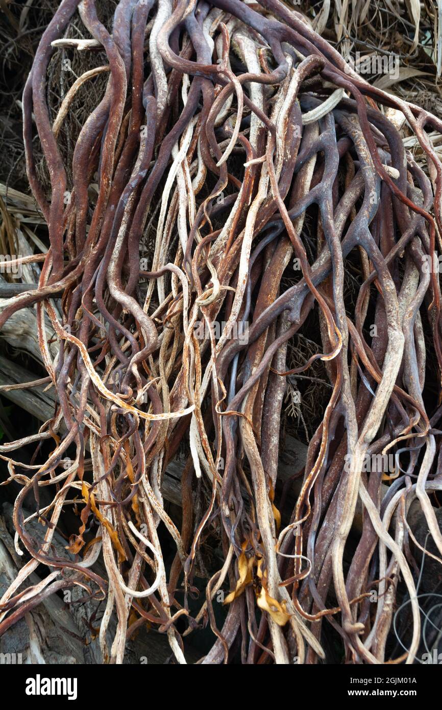 Vertical shot of beautiful tree roots under the sun Stock Photo - Alamy