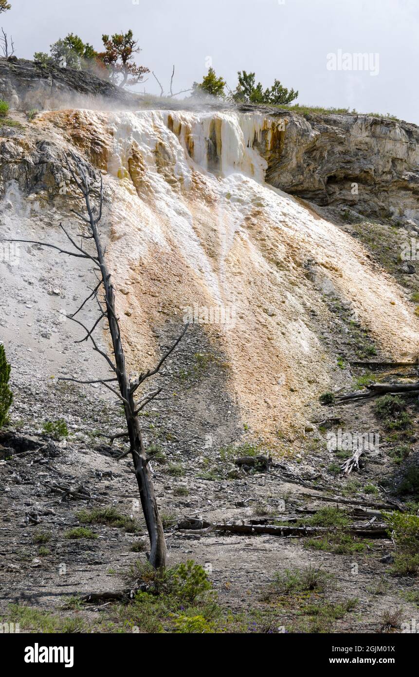 thermal springs and limestone formations at mammoth hot springs in ...