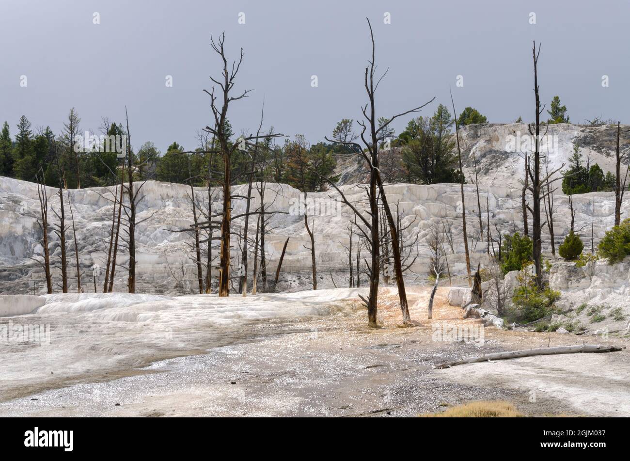 thermal springs and limestone formations at mammoth hot springs in ...