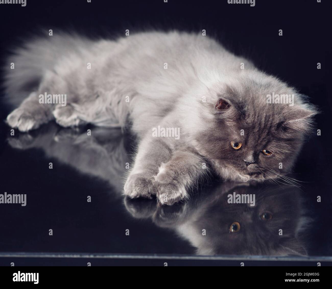 Fluffy grey long haired cat lying on a reflective glass looking at ...