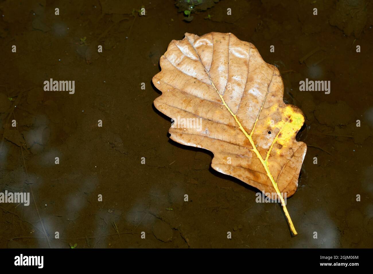Fall oak leaf. Caught rotten old oak leaf on stone in blurred water of ...