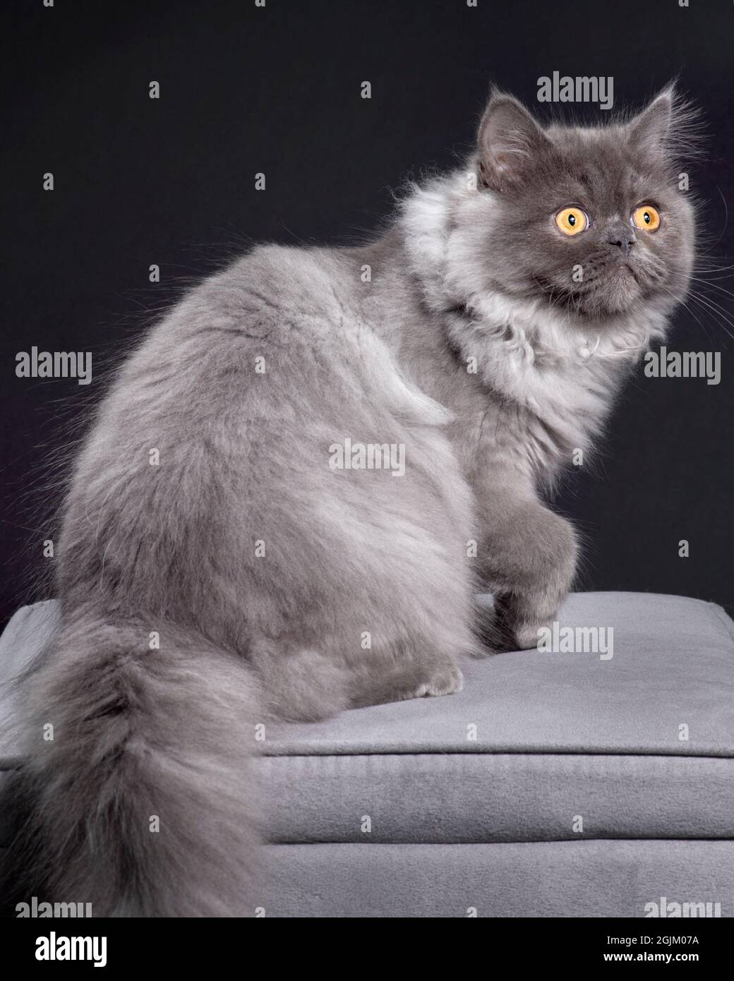 Long grey cat hi-res stock photography and images - Alamy