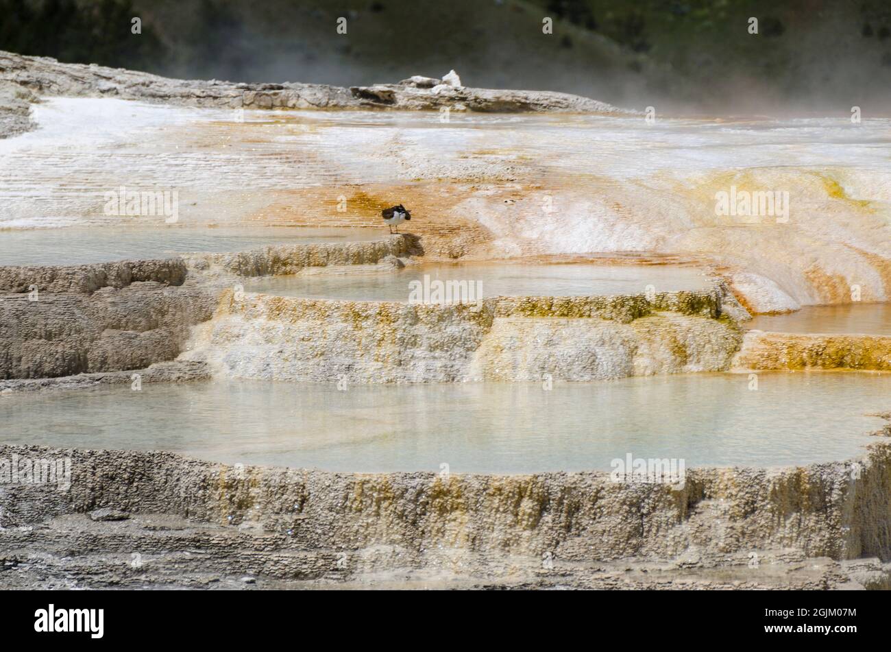 thermal springs and limestone formations at mammoth hot springs in ...
