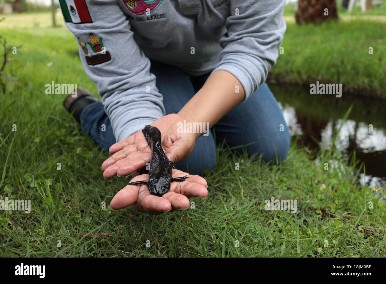 The Mexican axolotl (pronounced axolotl) is a salamander with the ...