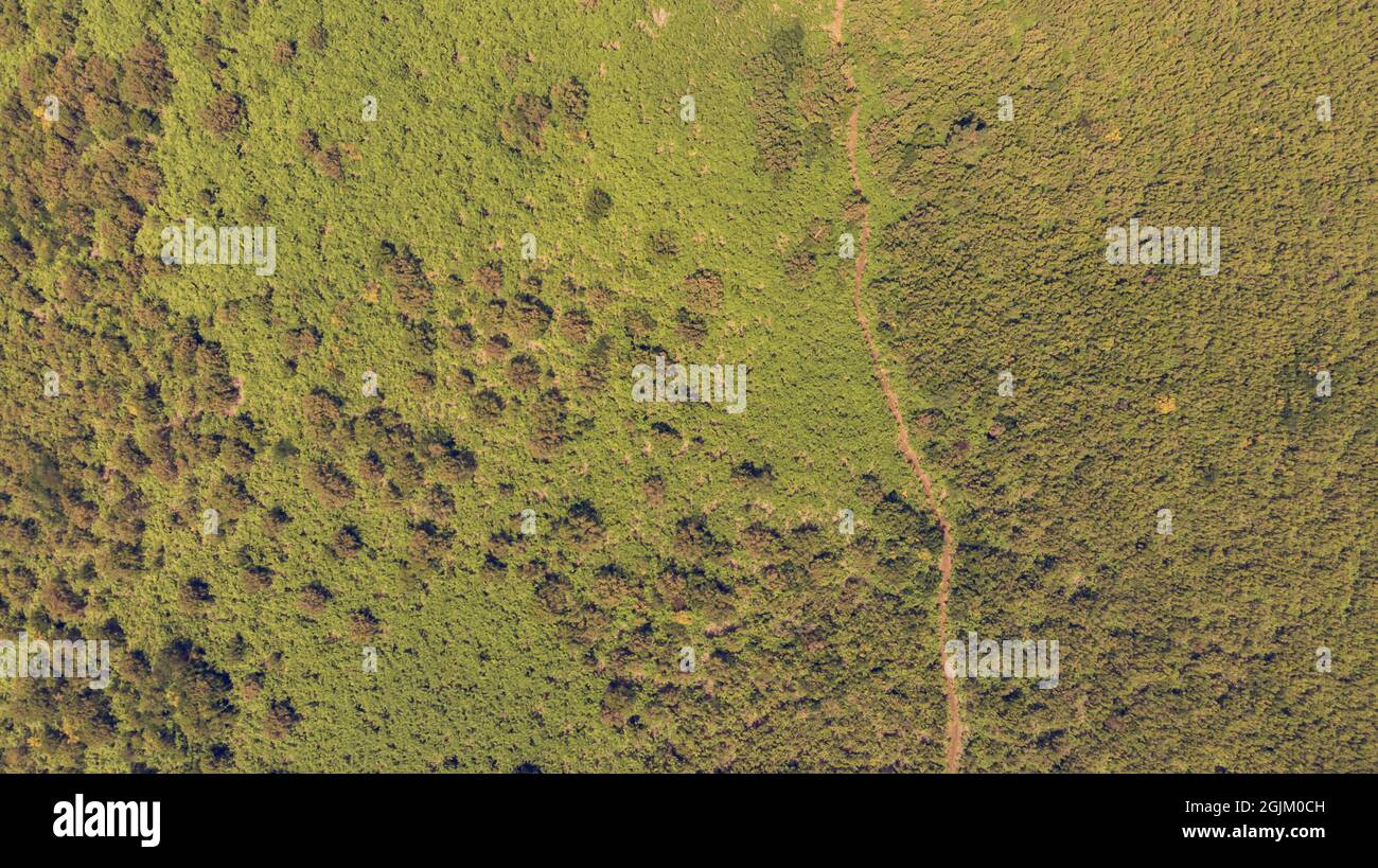 Drop down view of hiking trail running through fern forest Stock Photo ...