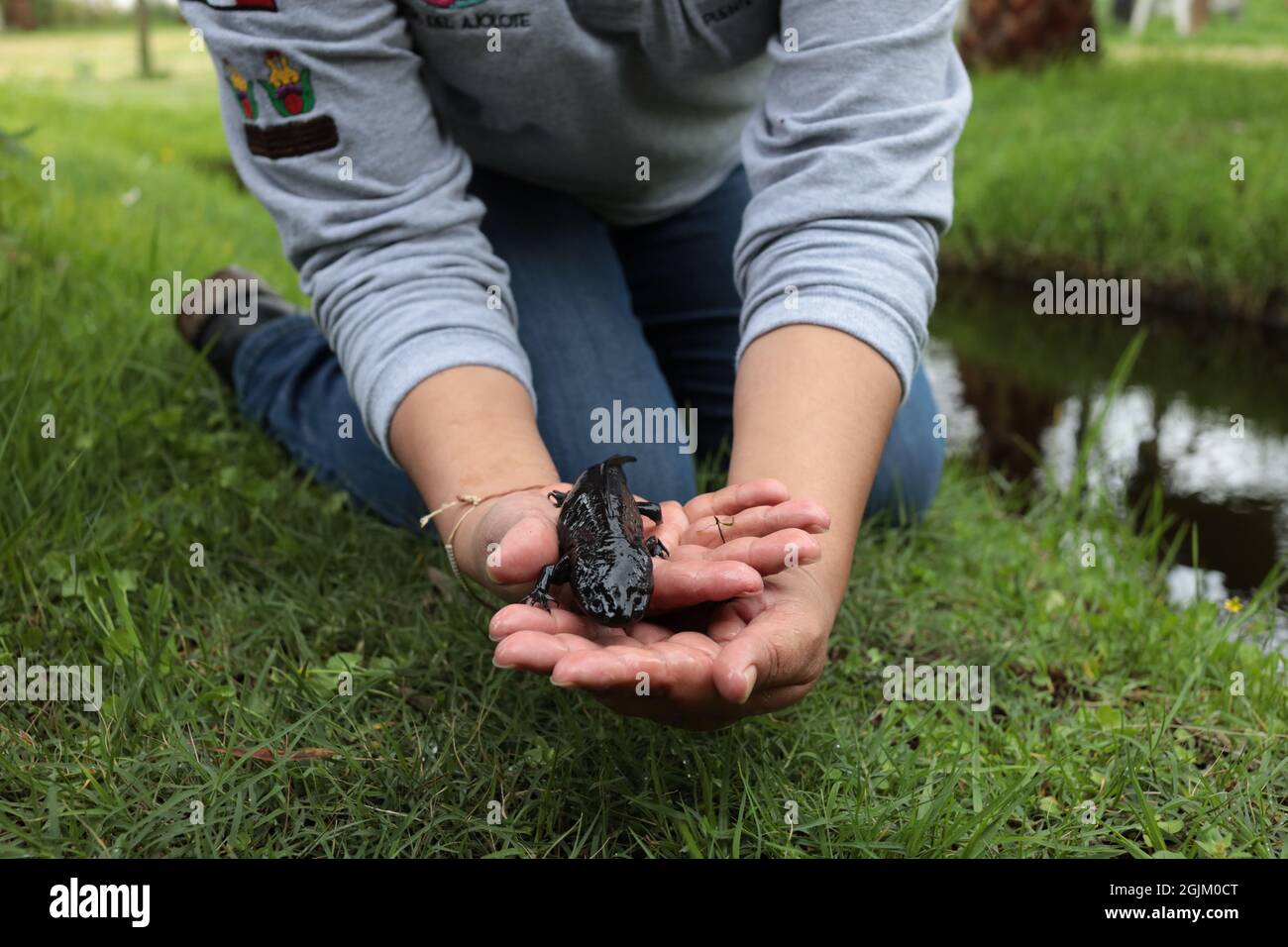 The Mexican axolotl (pronounced axolotl) is a salamander with the ...