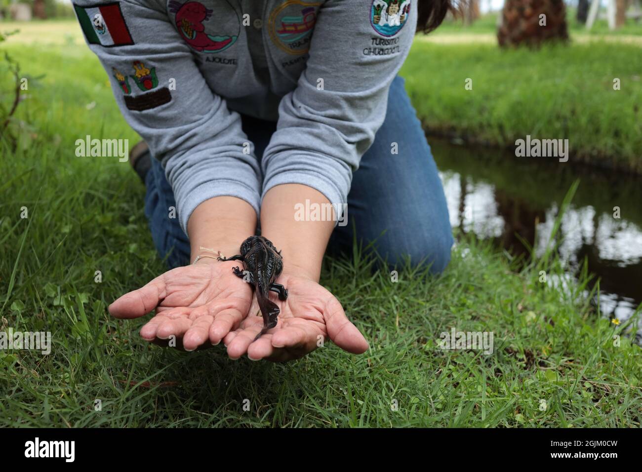 The Mexican axolotl (pronounced axolotl) is a salamander with the ...