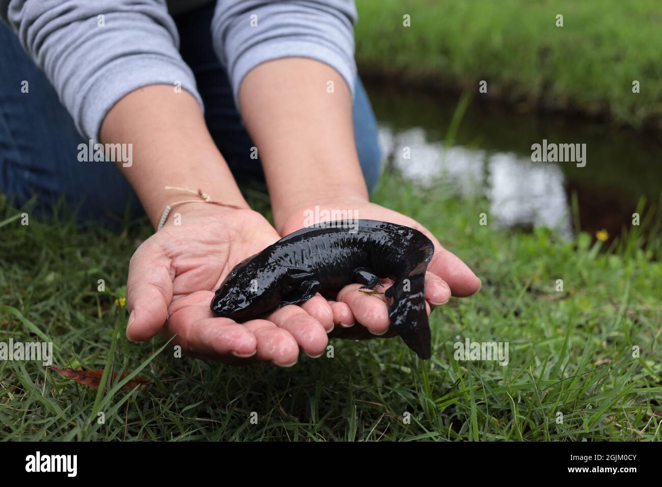 The Mexican axolotl (pronounced axolotl) is a salamander with the ...
