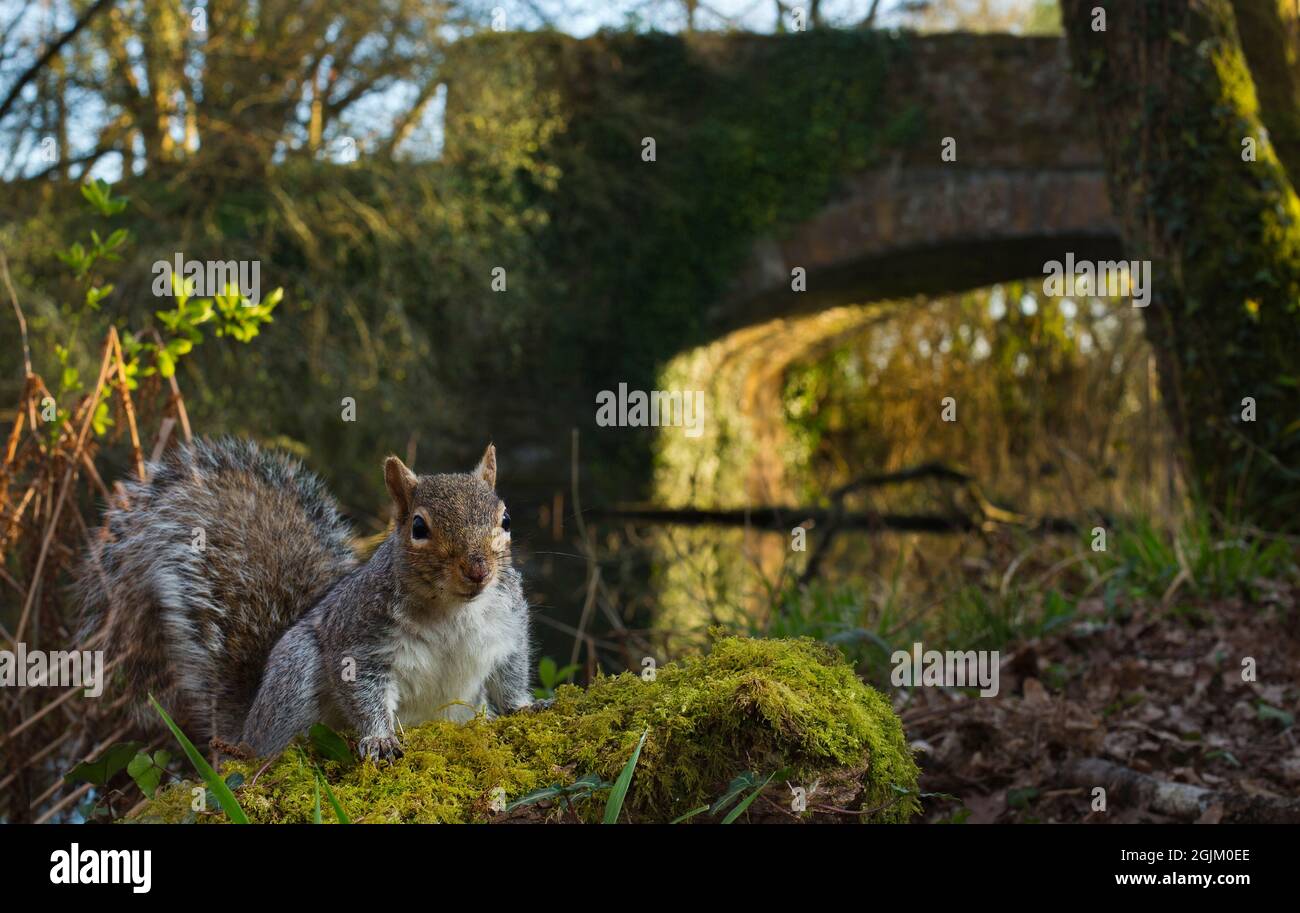 Grey squirrel habitat hi-res stock photography and images - Alamy